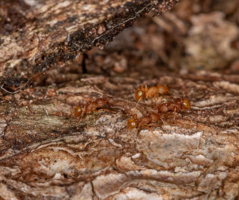 Fire Ant: Obtaining Compensation - דינו